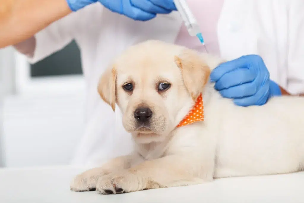 Dog Vaccinations | Booster Vaccines | Local Vets